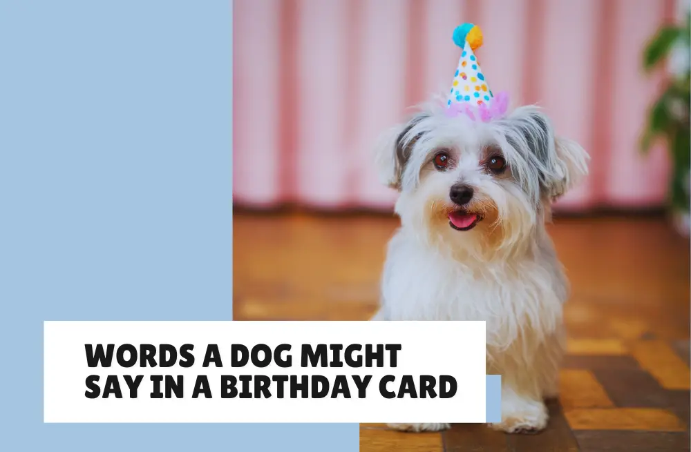 Words That A Dog Might Say In A Birthday Card (25 Messages)