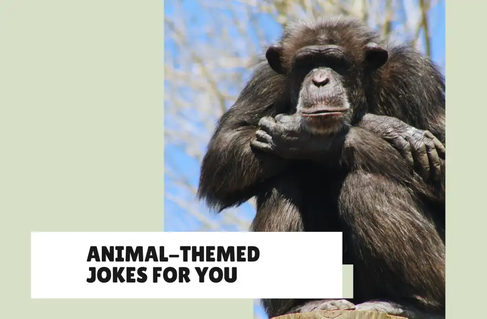 Funny Animal Jokes: The #1 List To Make You Roar