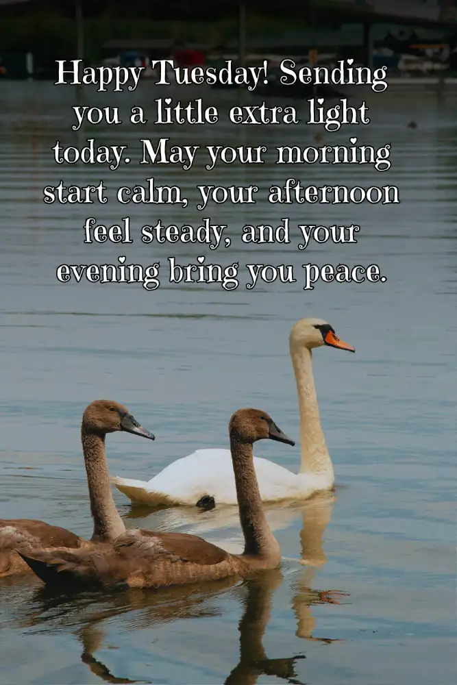 64 Good Morning Messages For A Happy Tuesday (With Images)